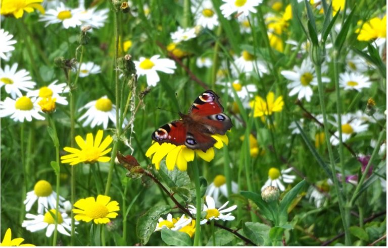Cowslip Meadow – the restoration of an ancient grassland, Great ...