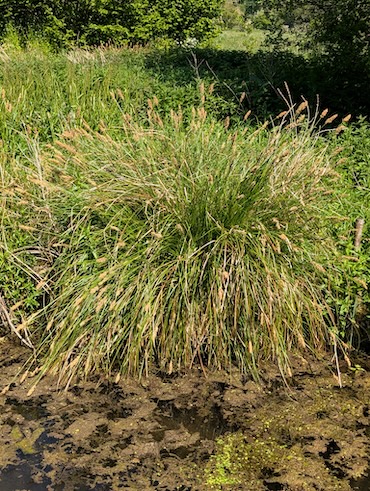 Rewilding Mill Farm, Redmire — Yorkshire Rewilding Network