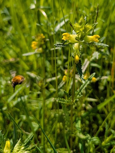Rewilding Mill Farm, Redmire — Yorkshire Rewilding Network